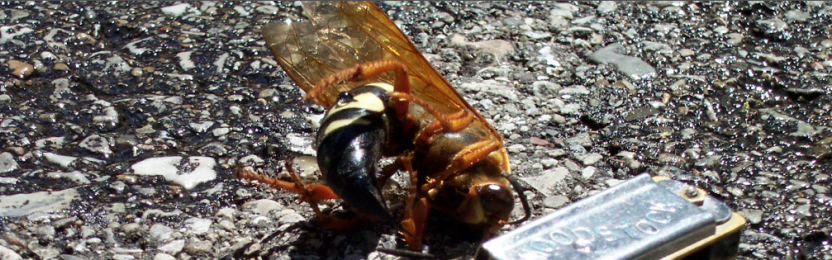 Comics – Frank Brown Cloud