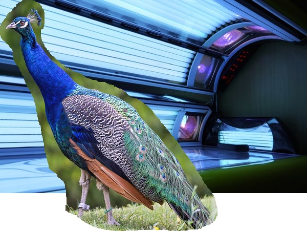 On skin color and sexual selection in humans. – Frank Brown Cloud